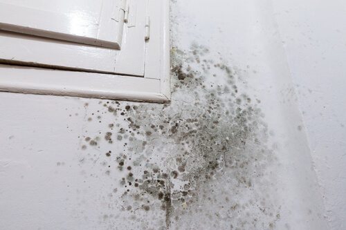 What are the main signs of damp in your home? | Atlantis Property ...